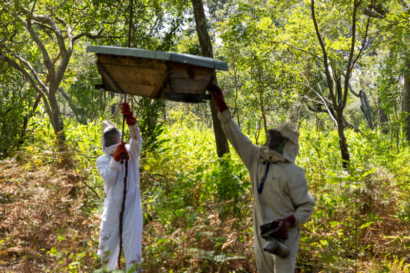 100% Pure Raw Honey Zambia - Wild Hive & Co